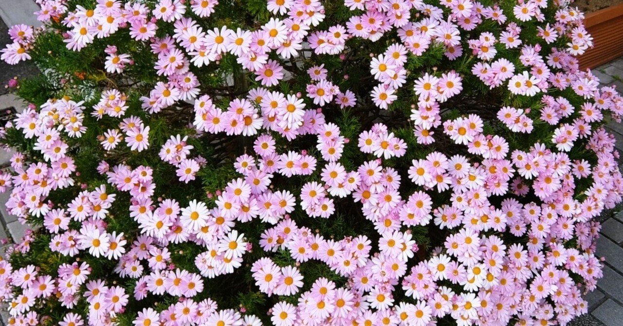 マーガレット｜mimi fleur