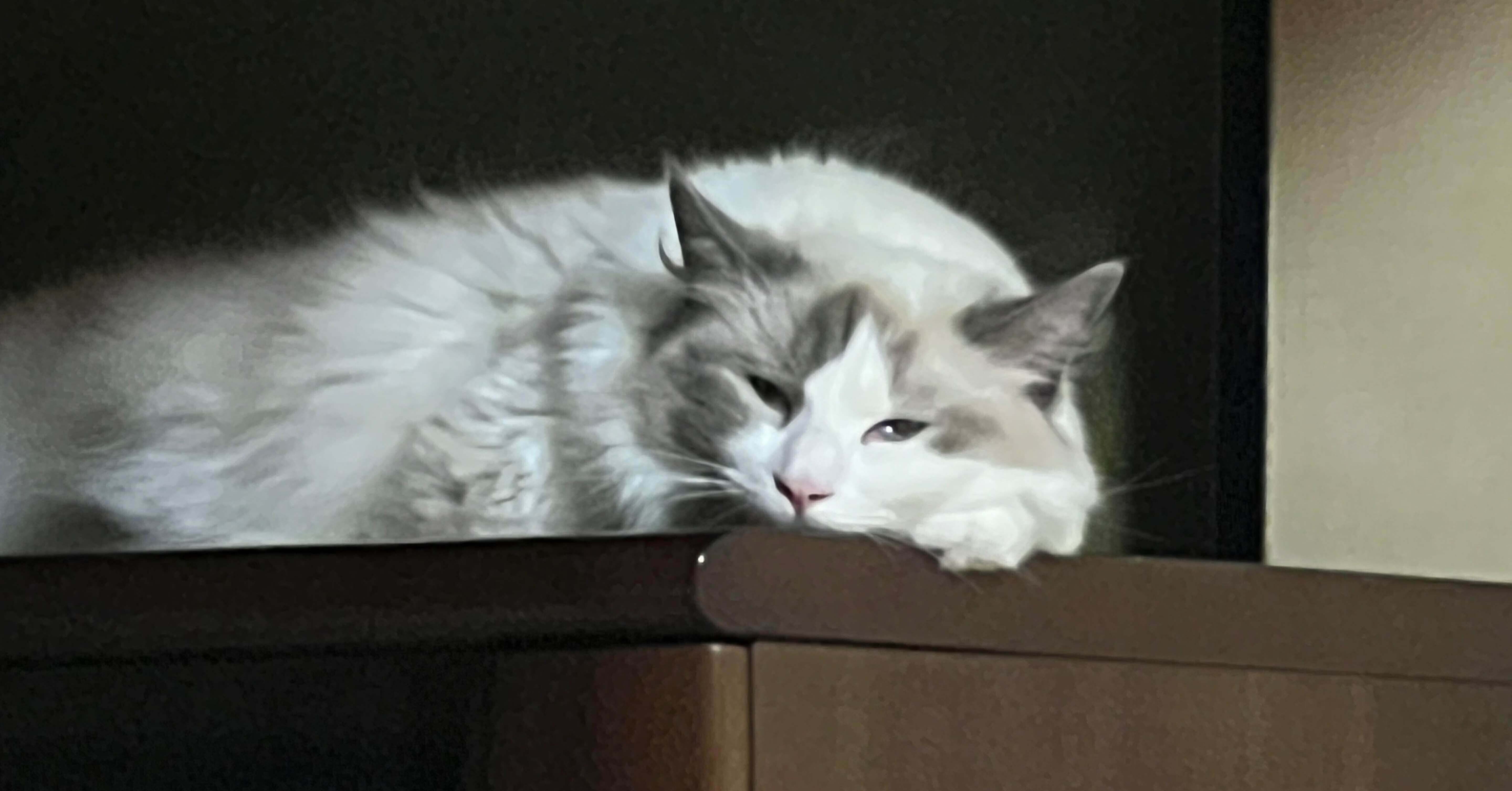 Mitsuki Shono｜note