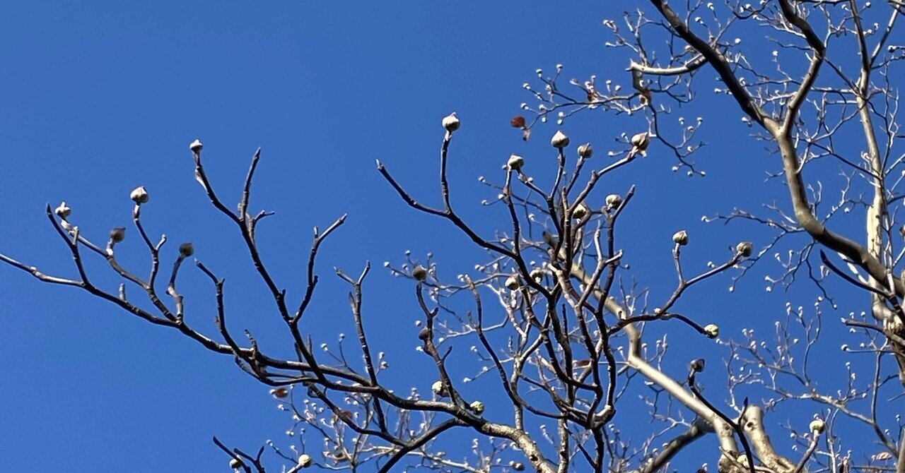 太郎と花子｜sawa