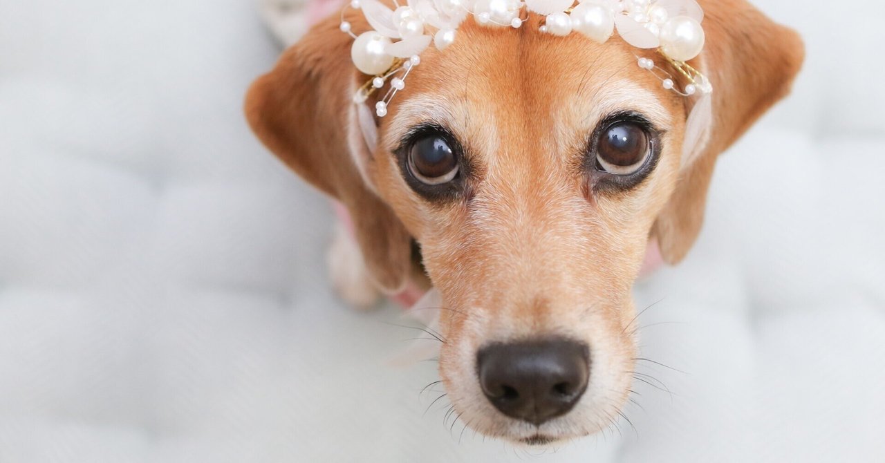 わが家の食いしん坊お姫様｜MAHAKO 𖤣 わんことにゃんこにうもれて暮らす