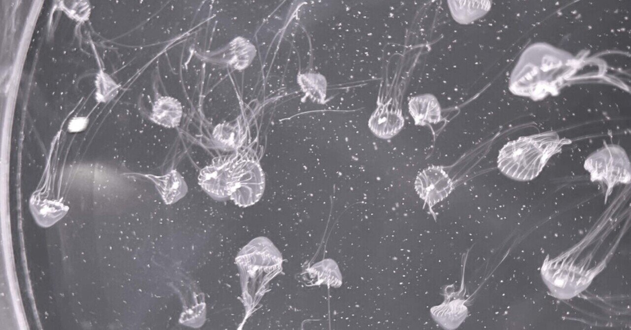 いつかの遺書｜𝗇𝖾𝗆𝗎𝗂