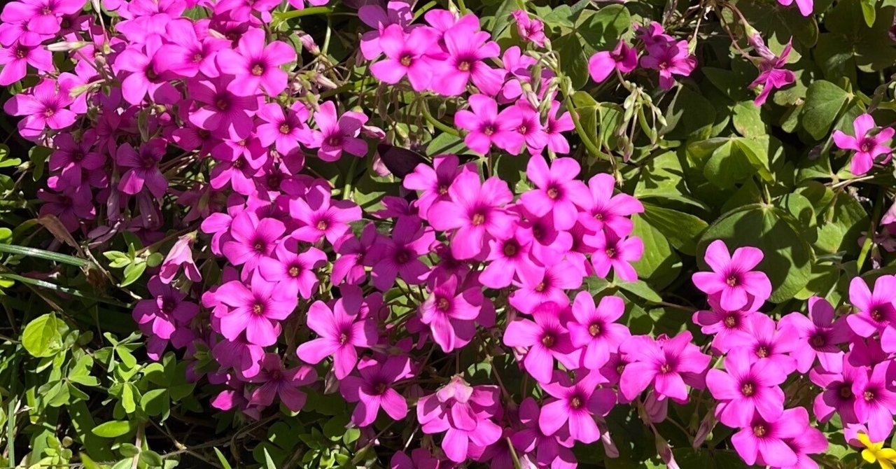 花になるまで｜kuchinashi*