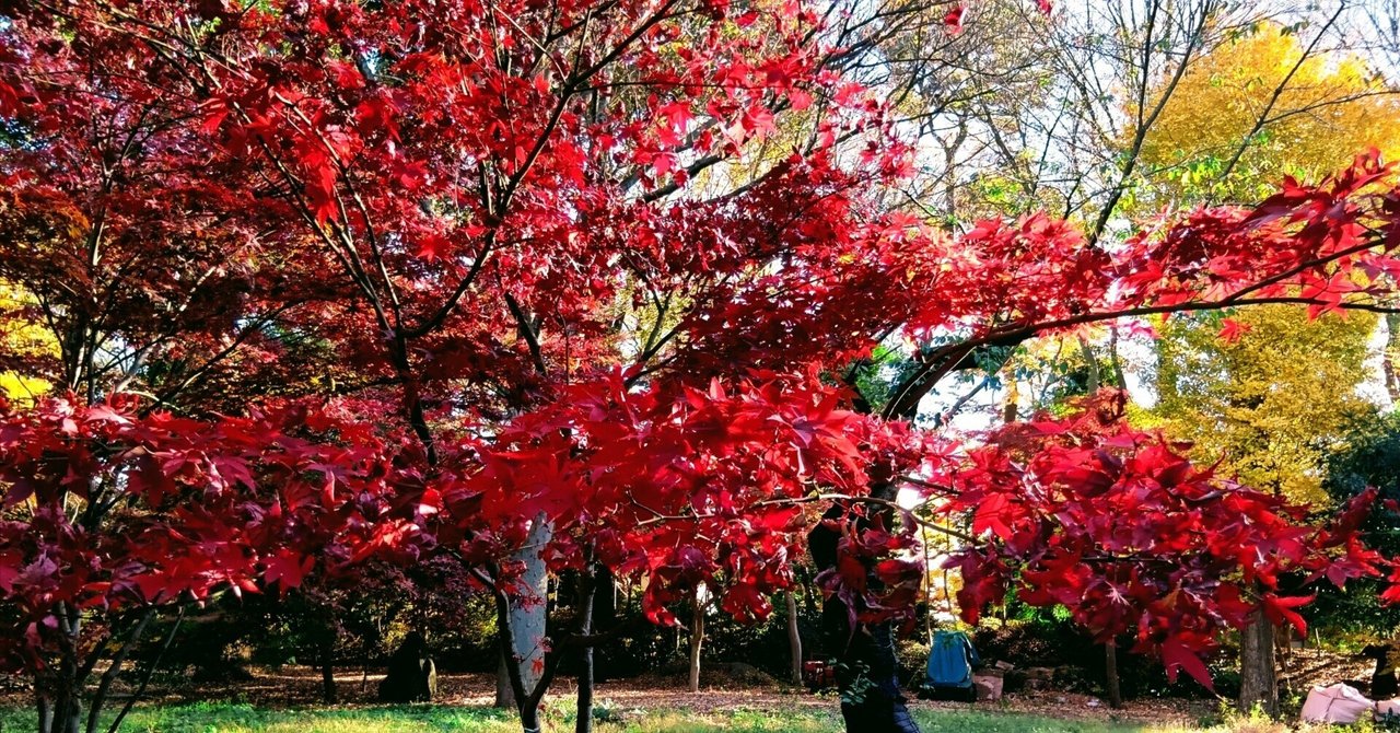 世田谷九品仏絶景紅葉と三途の川｜seya_kinoto