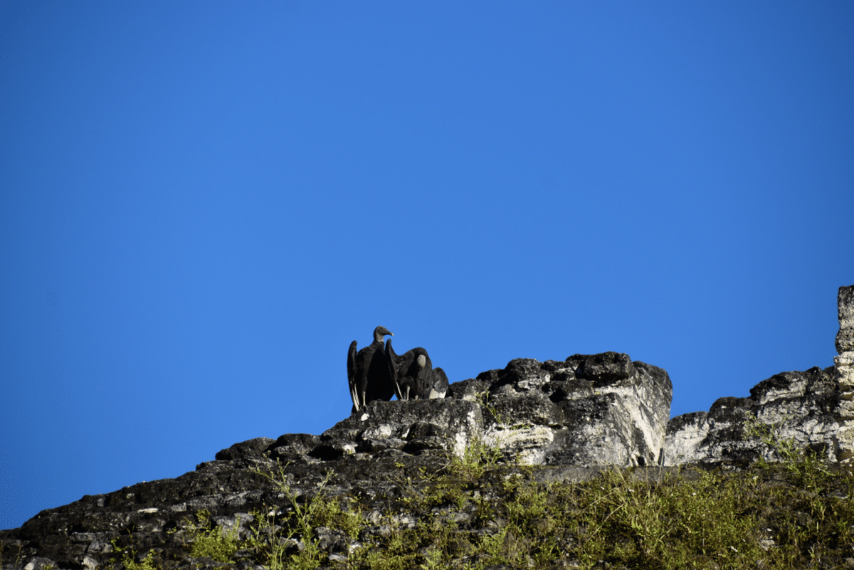世界一周 day274【マヤ文明最大の都市遺跡 世界遺産ティカル国立公園へ🇬🇹】~世界一周新婚旅行~｜TK