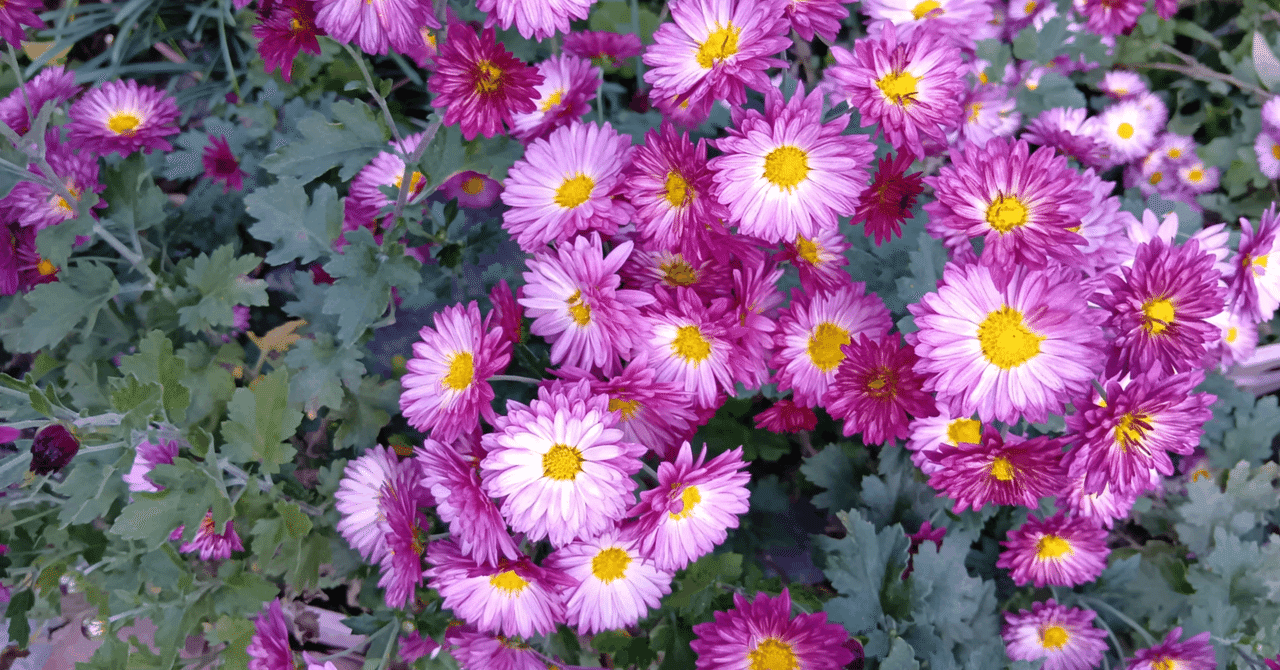 How To Install Scala Programming on Ubuntu 24.04 LTS｜blue06_2022