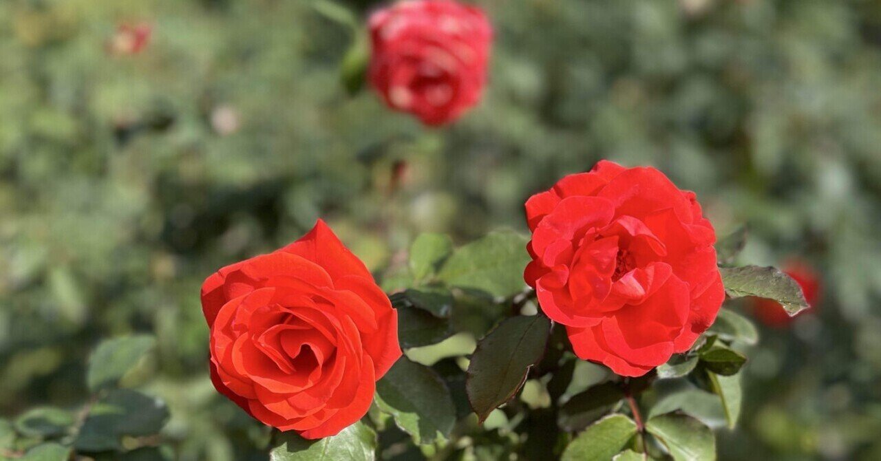 第二子妊娠希望！！｜lancocoママ