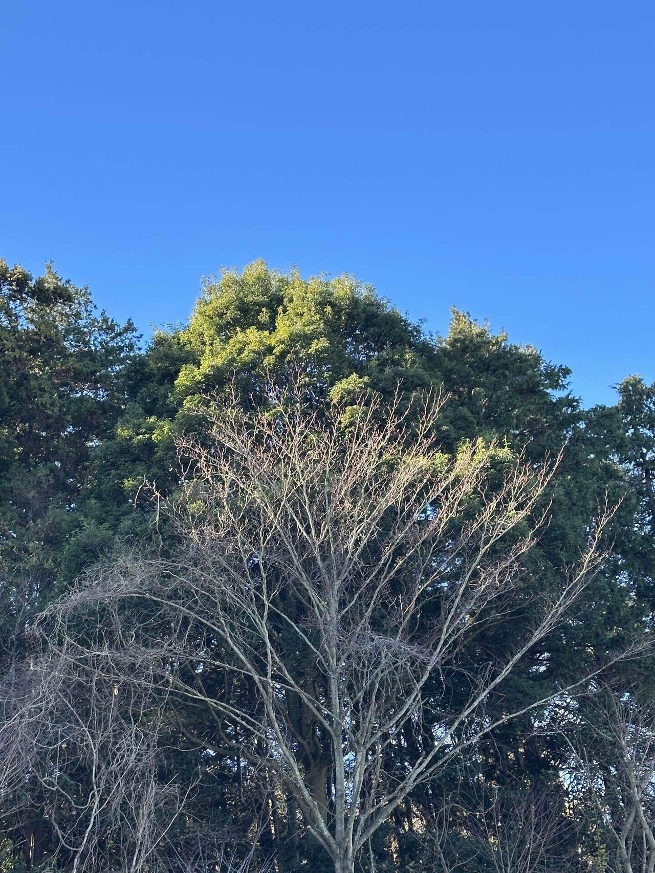 そもそも望んでいなかった人生、今更遅いが、変えて行きたかった、真っ青な冬の空。｜kenji comp