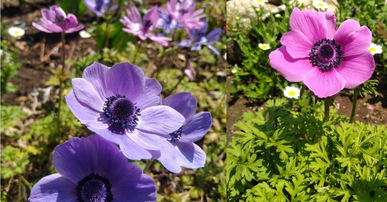 アネモネ｜mimi fleur