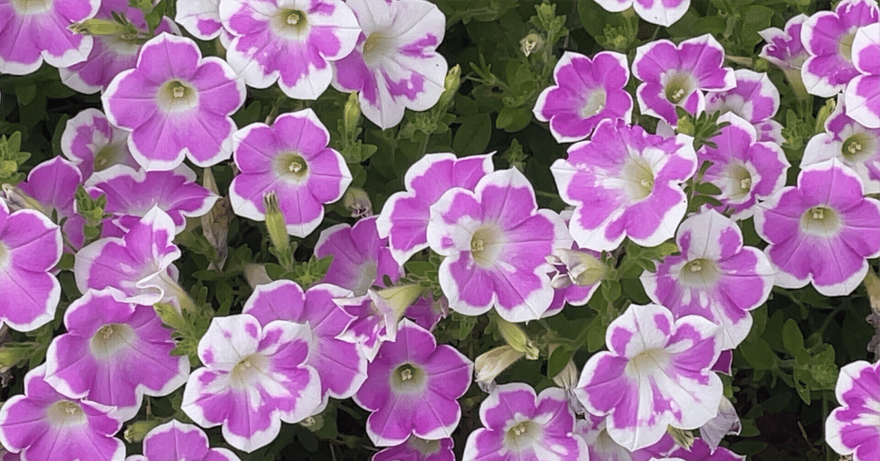 SNS広告の活用方法と成功事例｜【 School 】 SNS Meister Program