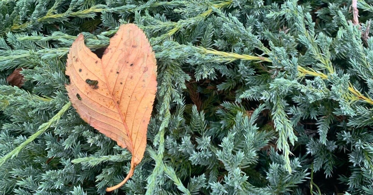 澄んだ声｜柏 澄子/Sumiko KASHIWA