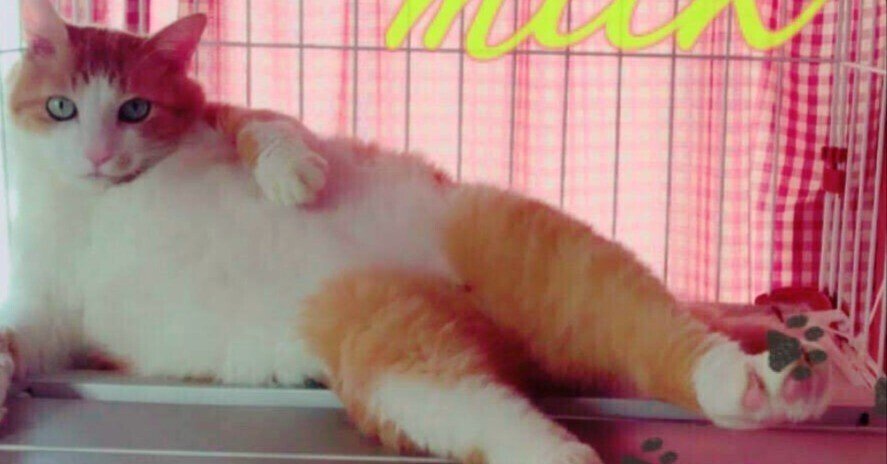 nakamura noriko｜note