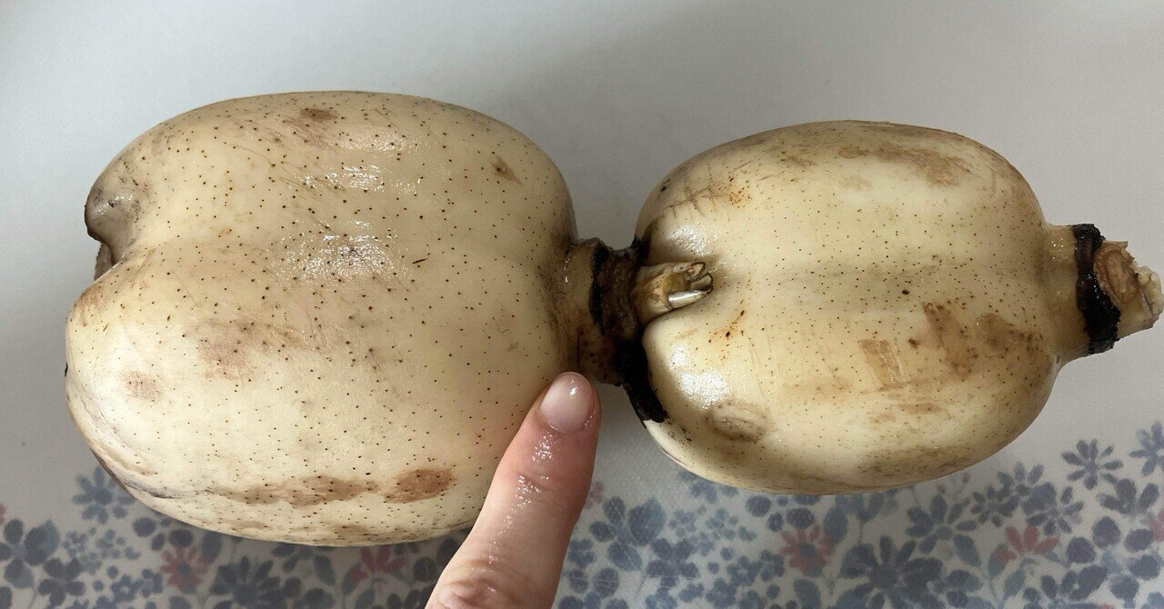 ママができるおいしいお手当 ⑤れんこん｜kasaneni_shima