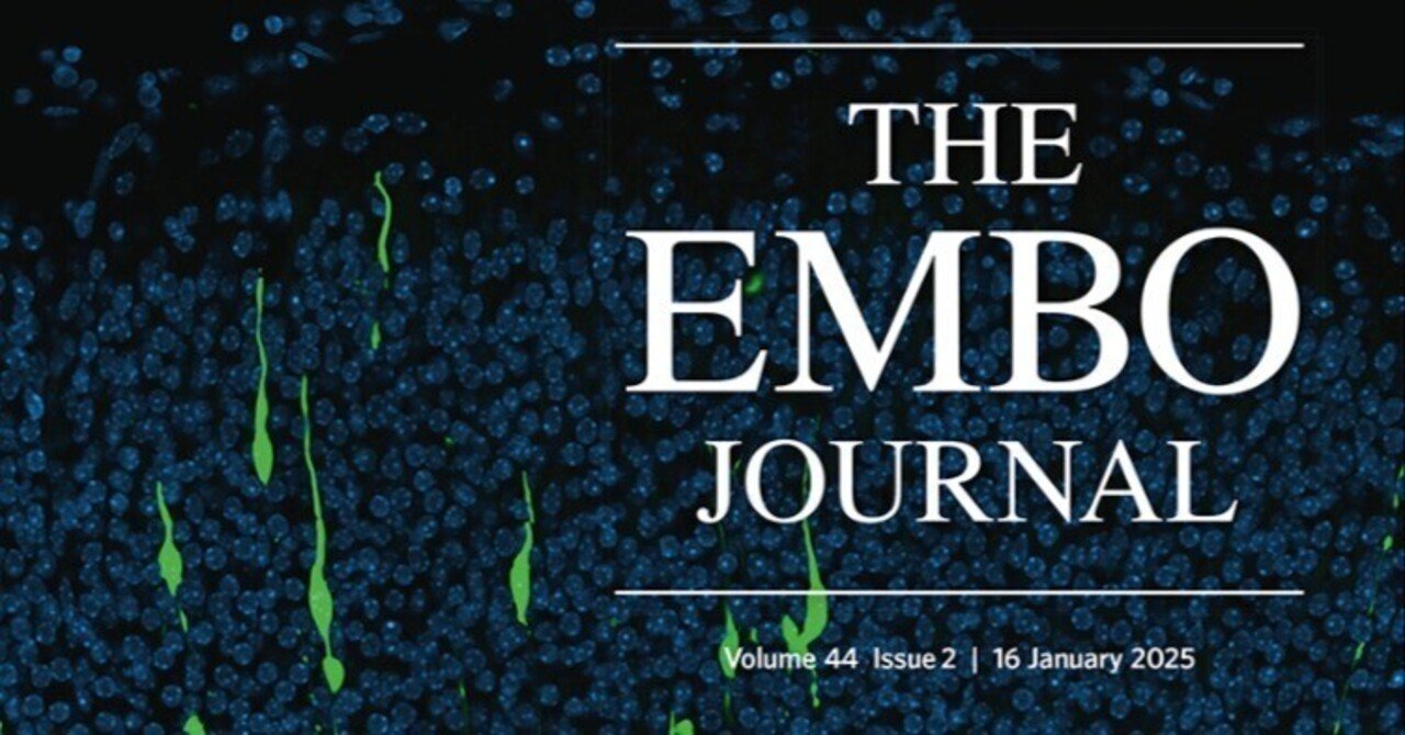 カバーになった小頭症の分子メカニズム論文｜大隅典子の仙台通信note (Sendaitribune)