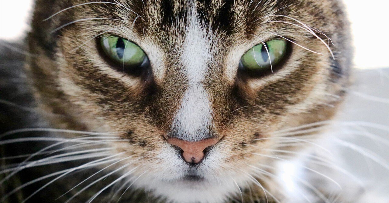 ウルフムーンの夜に。｜Chiyo／therapist