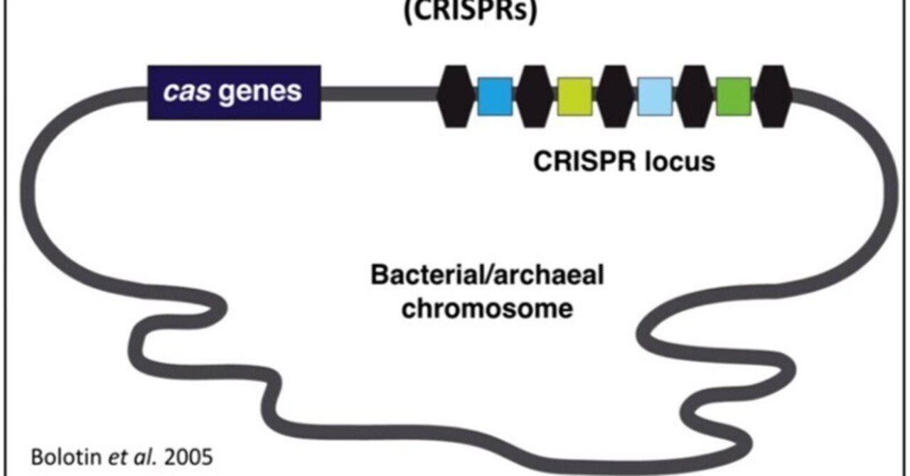 Monoclonal CRISPR/Cas9 Knockout Cell Line Service｜hanbio