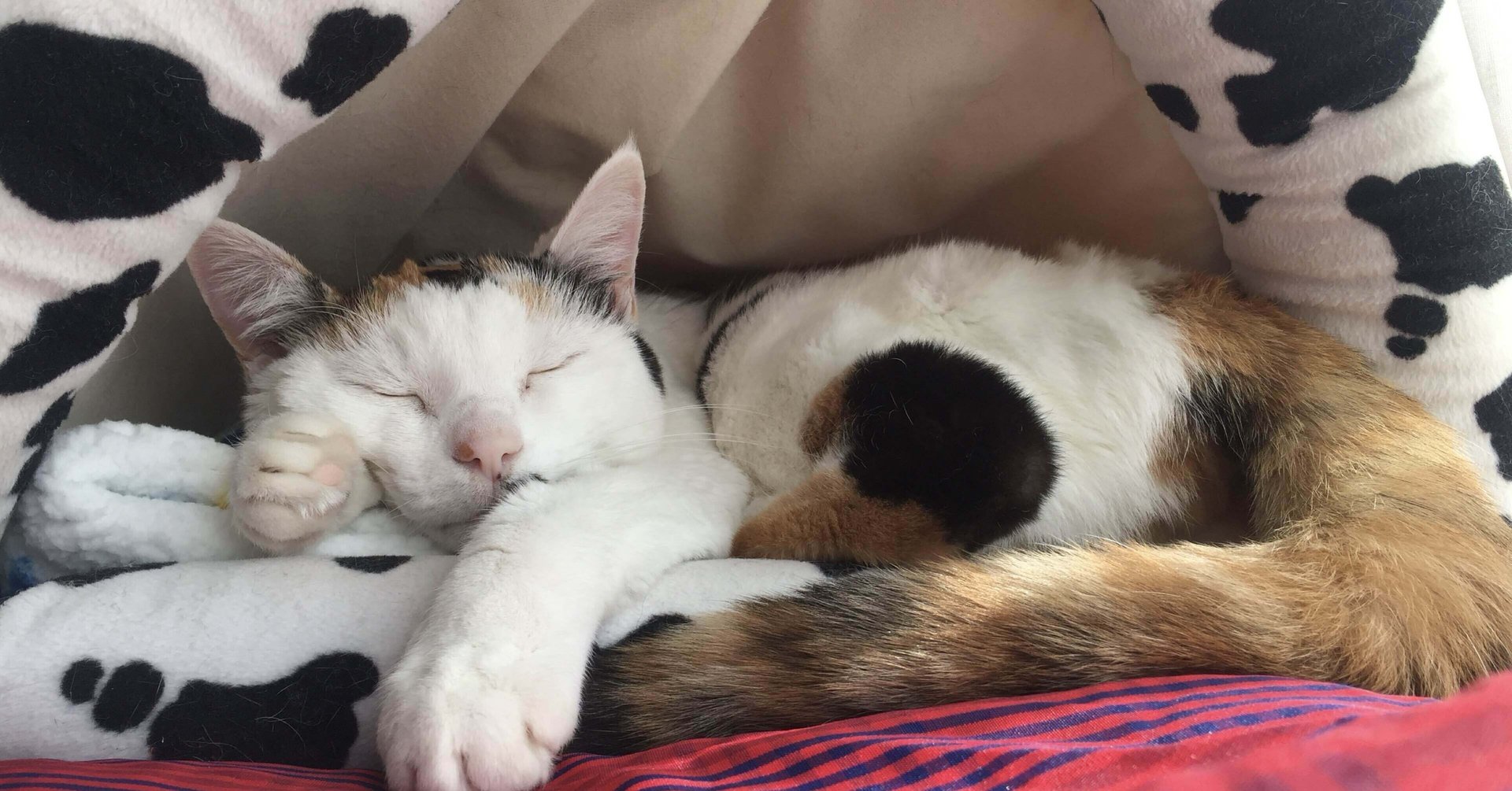 Hiroko Fukayama｜note