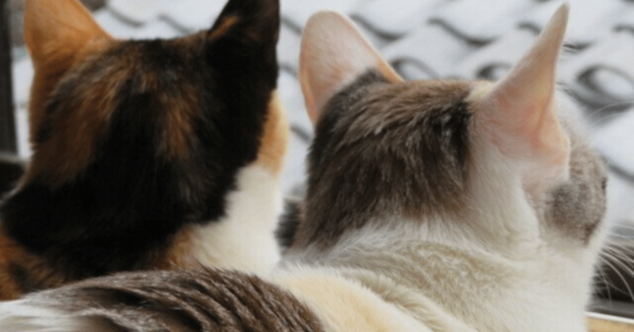 謎の体調不良｜なつみかん