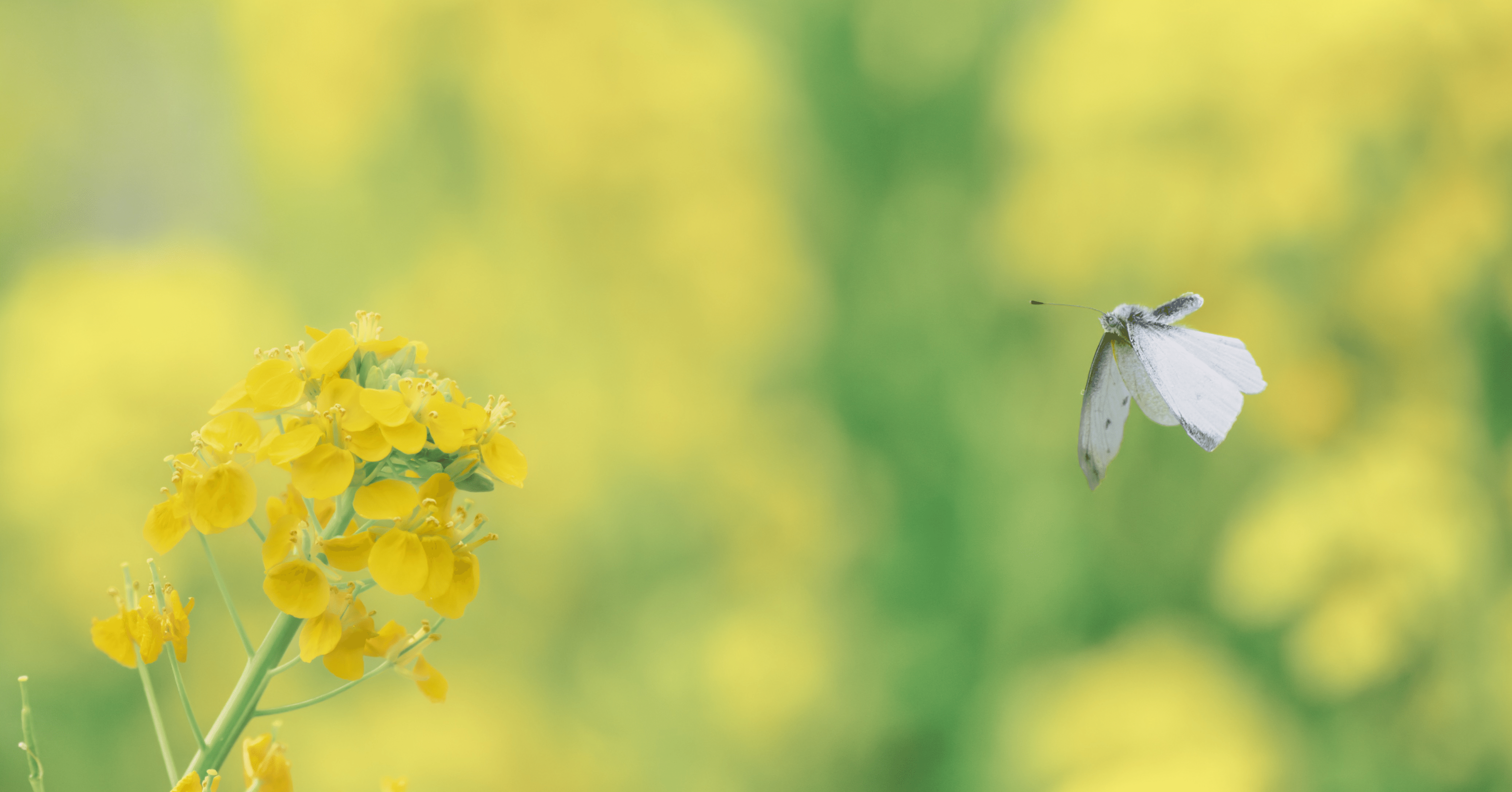 Yusuke Marianne｜note