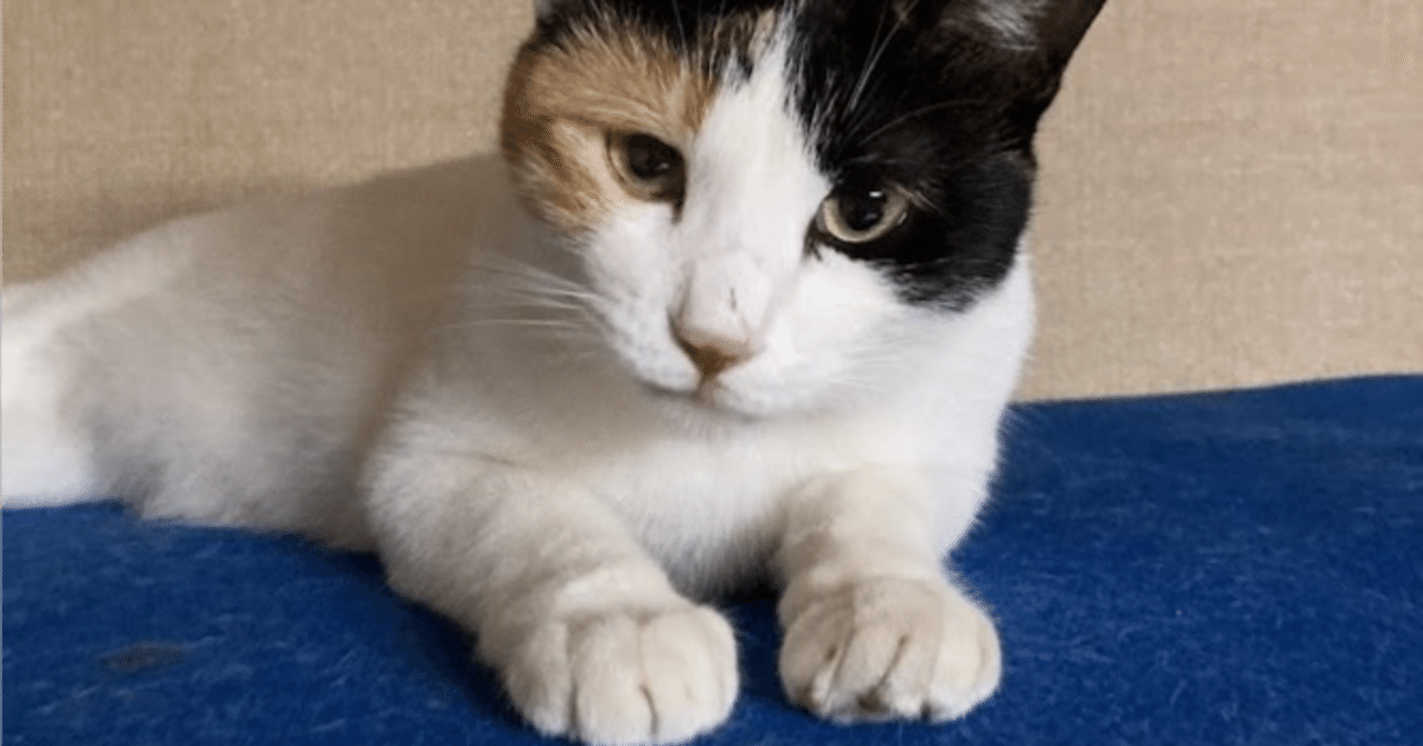 タイパを気にして音楽を楽しめる人は凄い！｜Moosan