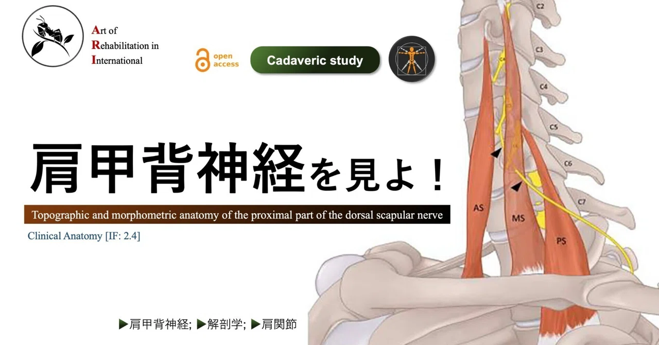 Look at the Dorsal Scapular Nerve!｜Super Human | 理学療法士／保健学博士 Ph.D.
