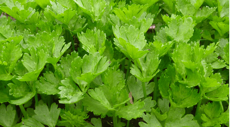 Hayatoと共に｜note