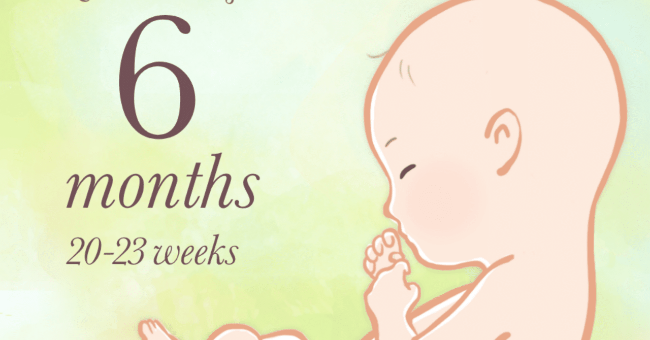 16w6d妊婦健診③｜necotan