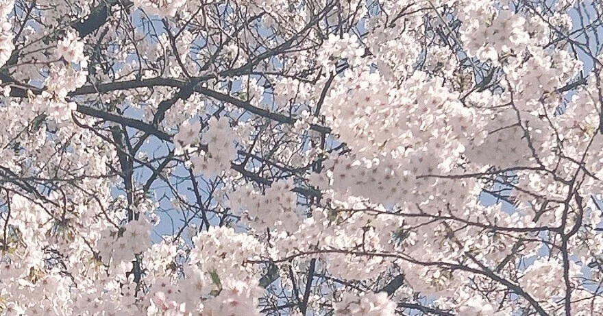 sakura｜note