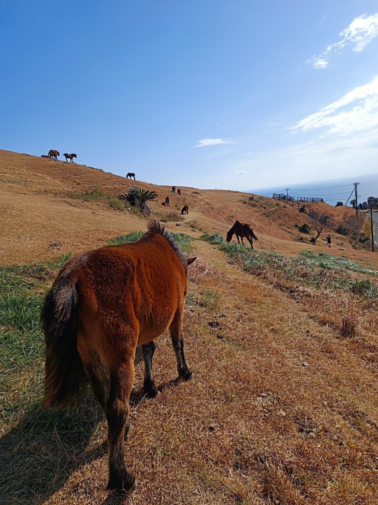ノラ馬（野良馬𓃗）｜sora_purecolor