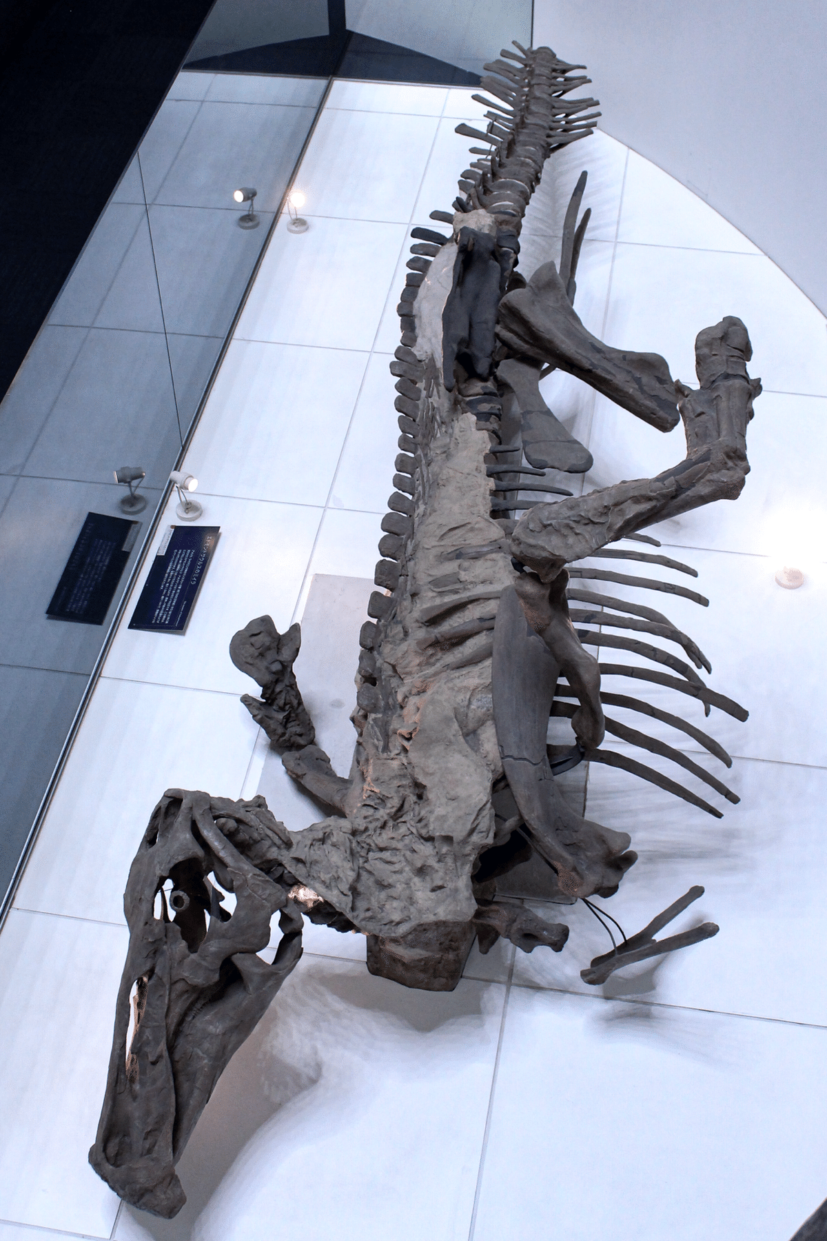 SMF R 4036(Edmontosaurus annectens)｜やま