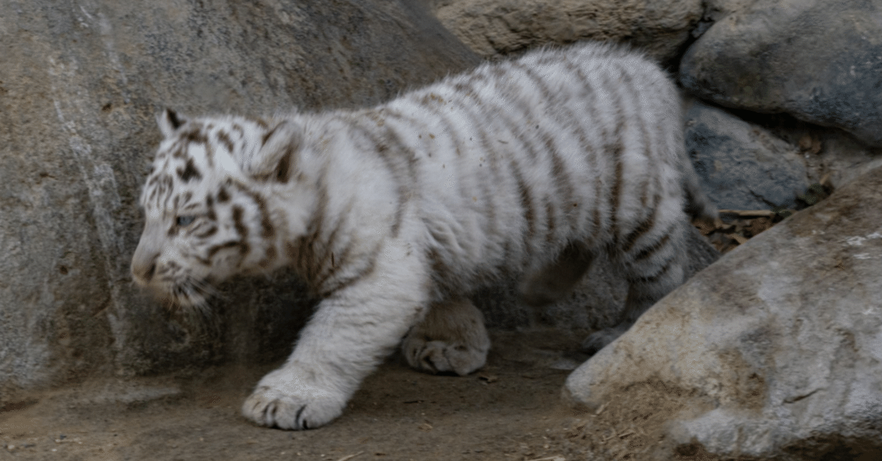 つぶやきのまとめ その43｜notopi