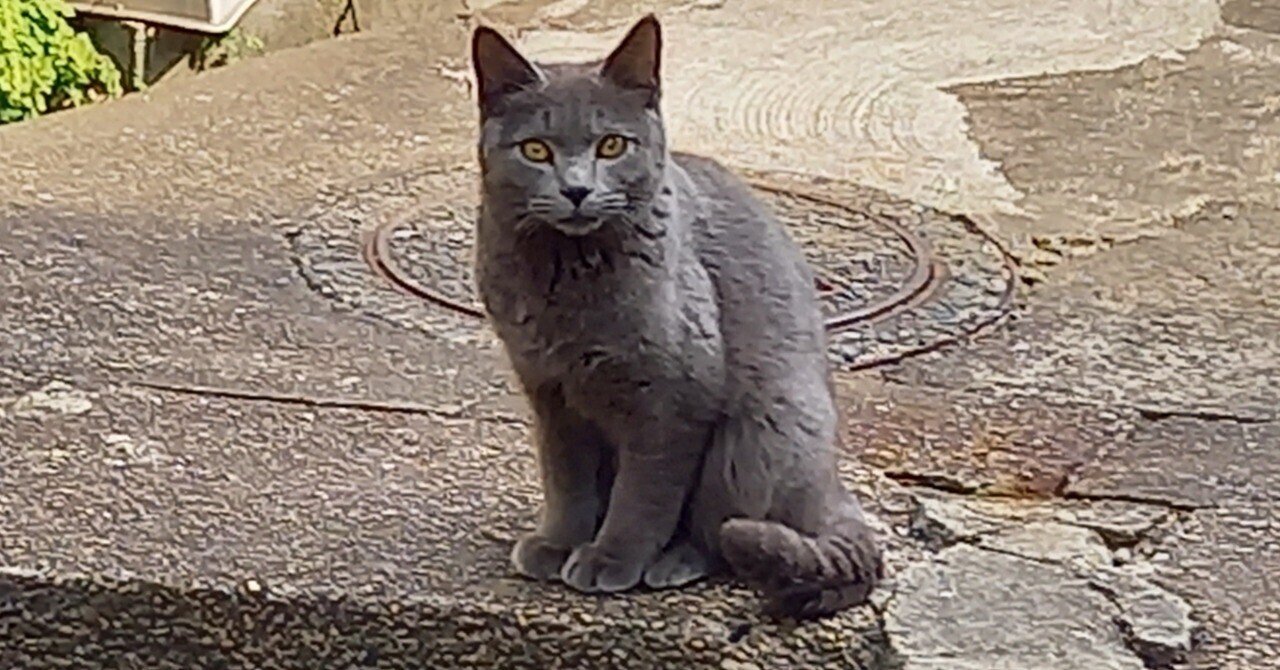 TNR活動取り組みのご紹介｜NPO法人あおぞら