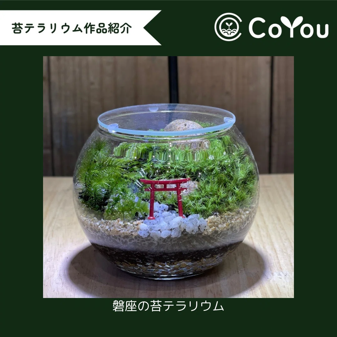 磐座（いわくら）の苔テラリウム｜CoYou