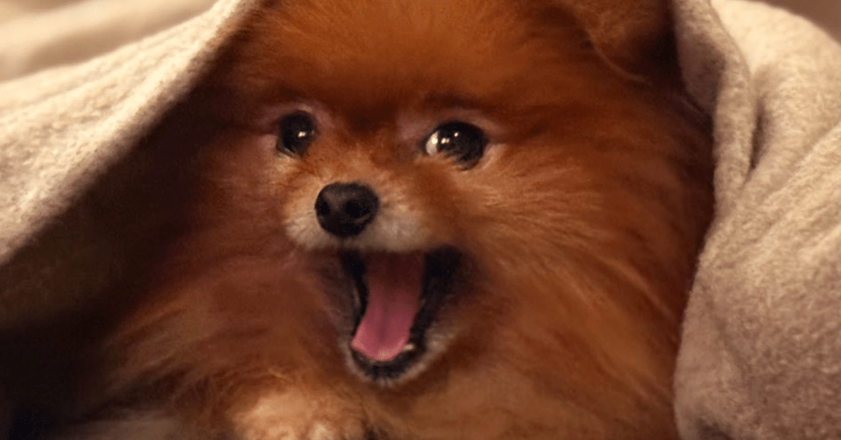 ハイパーリキッドspotを攻略したポメラニアン｜AIポメラニアン