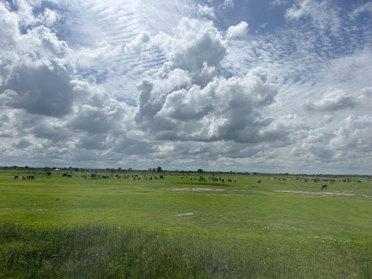 初アフリカ旅行記③タンザニア🇹🇿タランギレ国立公園｜Mayuko Saigo 西郷真悠子