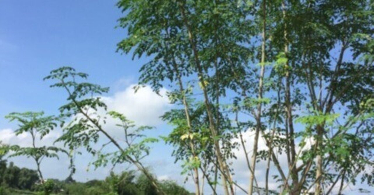 『大袈裟かもしれないけど、世界を救うのはこれだと思う！』｜mopri