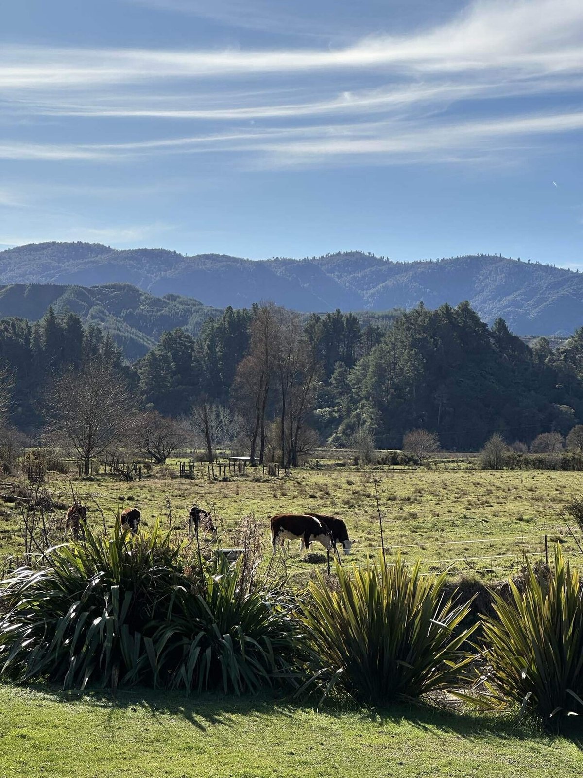 【WWOOF体験記】ニュージーランドで渡り歩いた4つのホストたち。仕事内容など詳しく紹介｜のぞみ