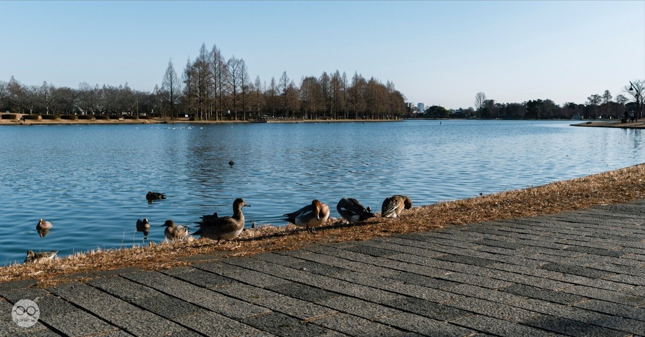 水元公園で野鳥スナップ。 ｜ Nikon Z50II｜yoriknit