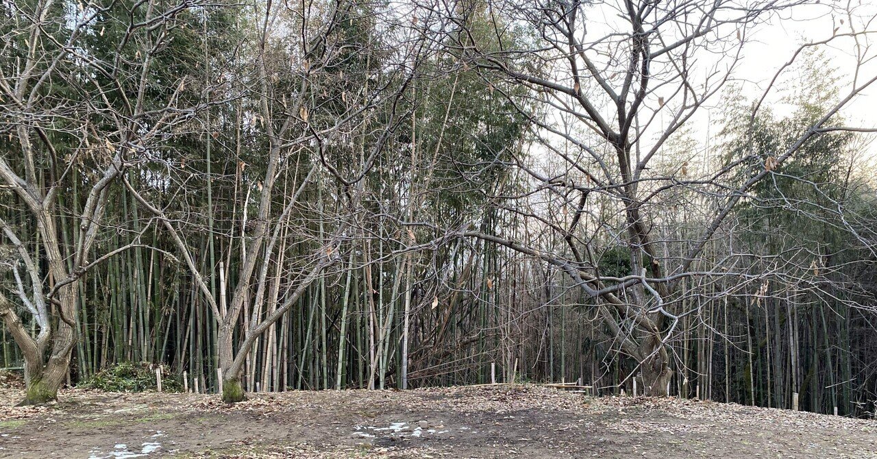 放置竹林再生｜Igi_labo