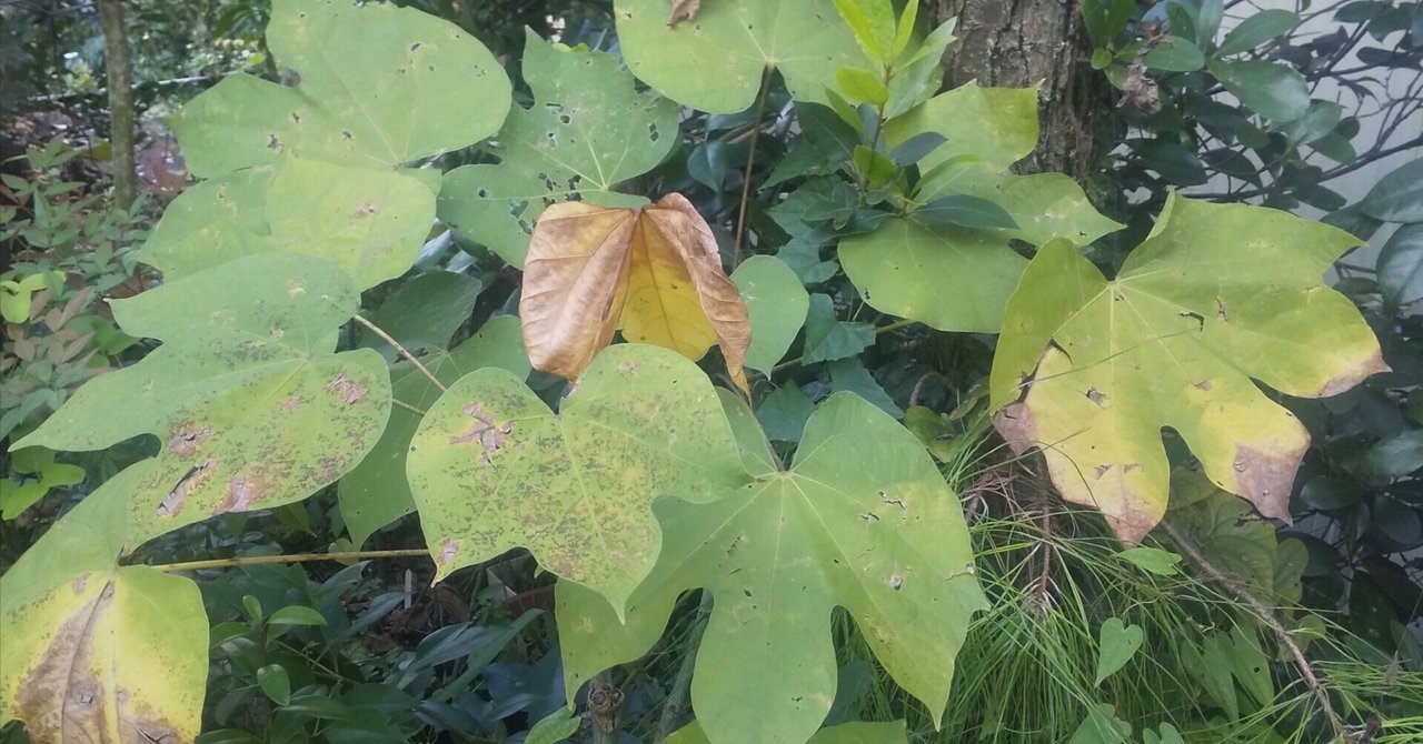 被爆アオギリ2世｜100%RISA