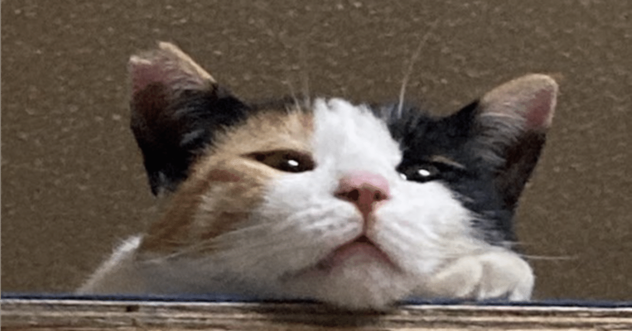 自己紹介｜Moosan