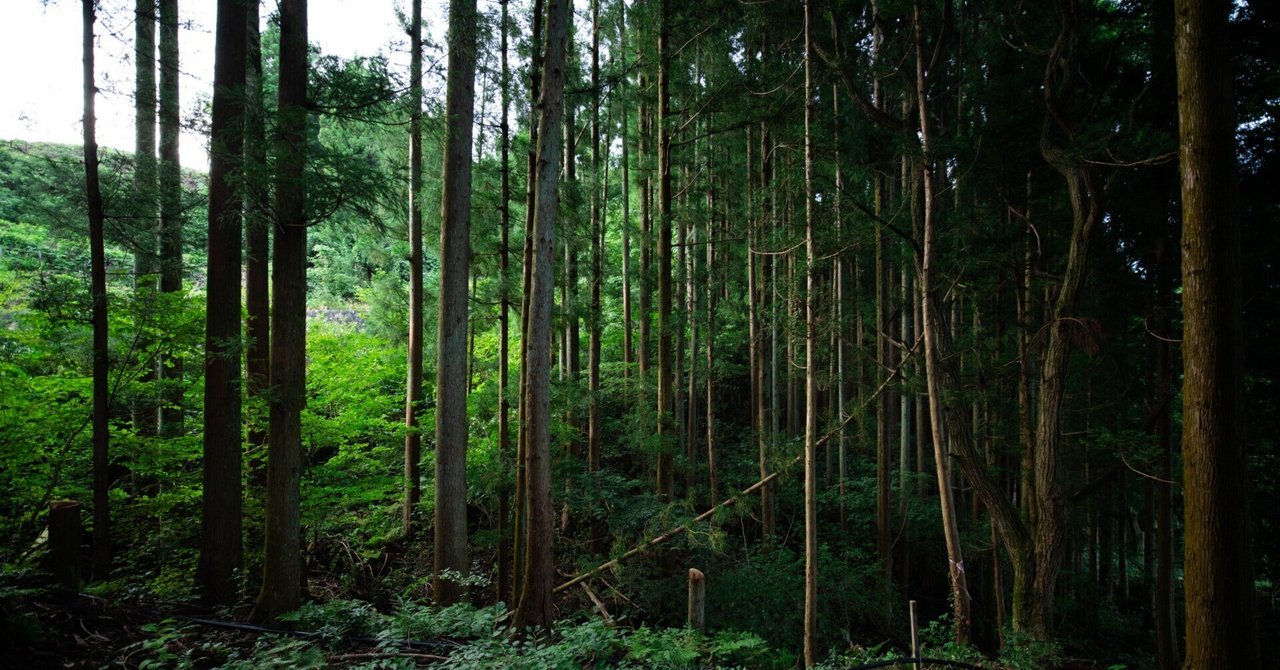 僕たちは森の可能性を信じている｜KOTARO ANZAI