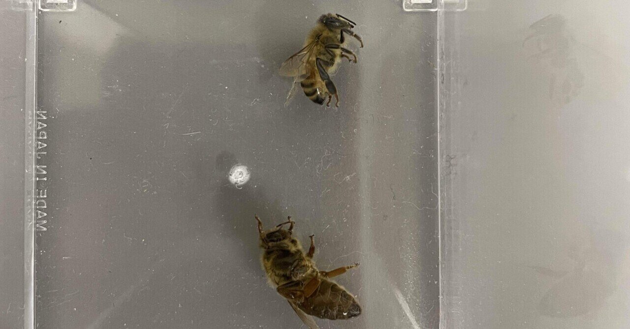 2025シーズンスタート【養蜂生活1381日目】｜yabusan（823）