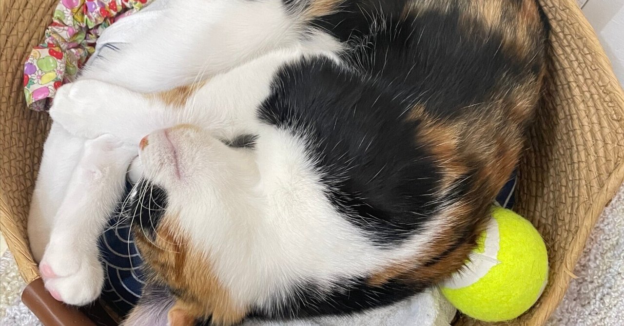 ぐうたら｜Chie_Matsui