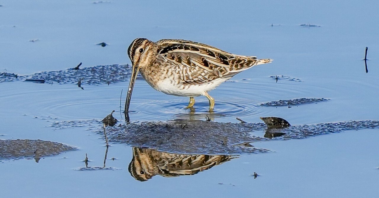 【野鳥】1月25日探鳥 2025-2｜Chacoder