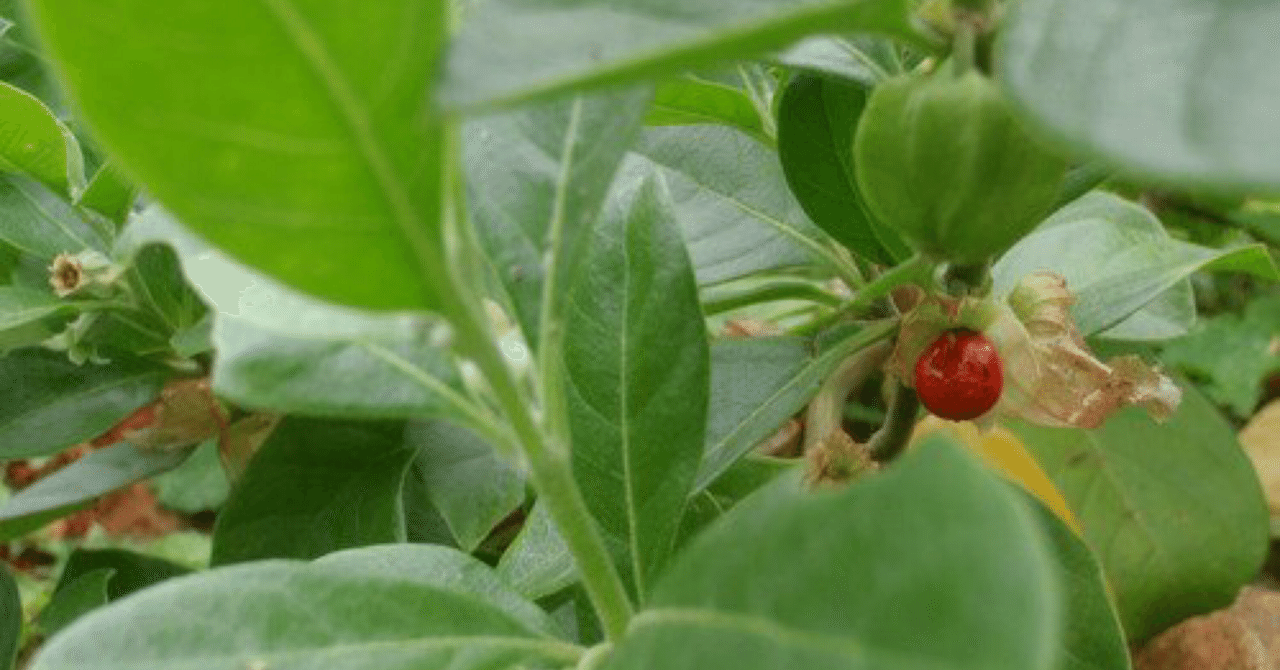 アシュワガンダ｜セロトニンtoco