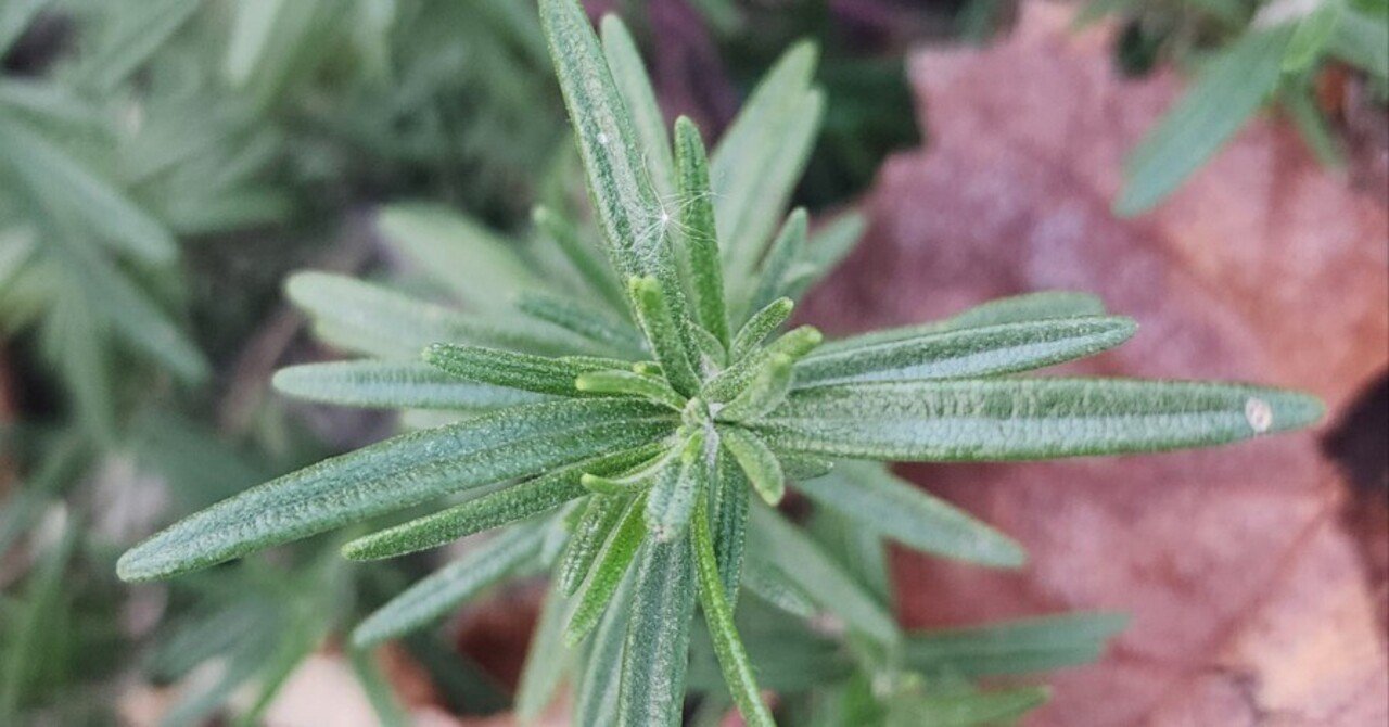 「高校生になりたい」vol.8｜minako