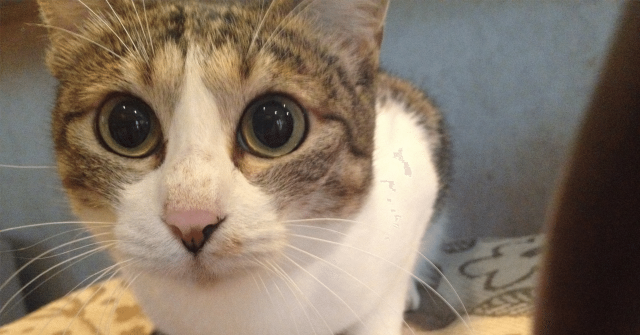 私自身のためのnote取扱説明書｜Moosan