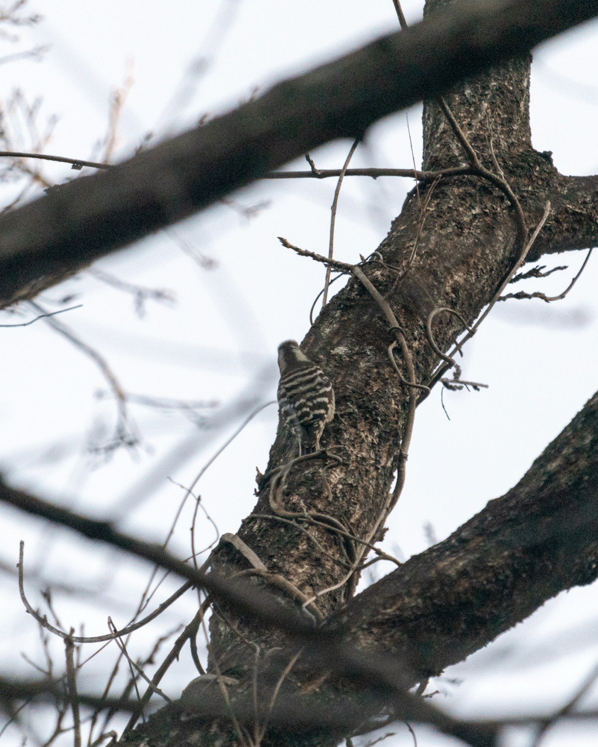 【写真】2025/01/27 筑波山梅林の蝋梅と野鳥｜Jun Sugihara