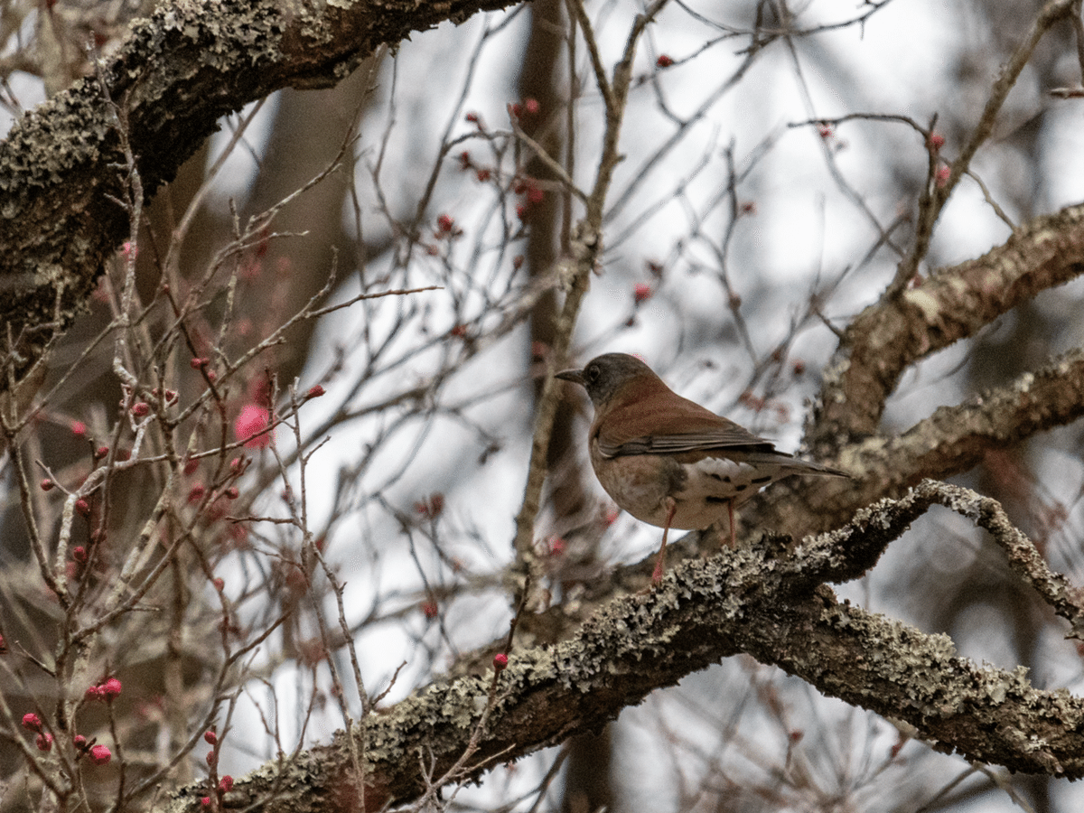 【写真】2025/01/27 筑波山梅林の蝋梅と野鳥｜Jun Sugihara