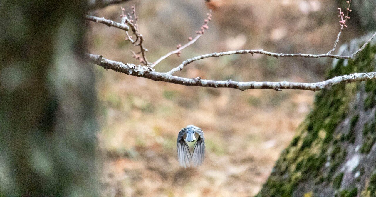 【写真】2025/01/27 筑波山梅林の蝋梅と野鳥｜Jun Sugihara